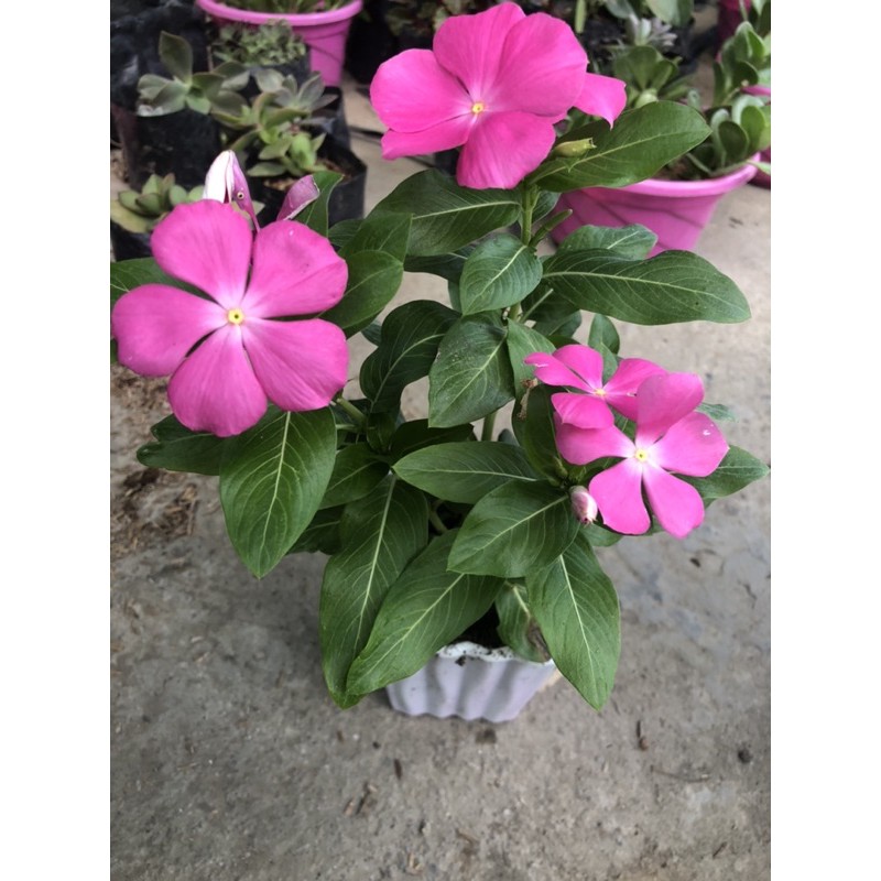 CHICHIRICA (Periwinkle) in a pot | Shopee Philippines