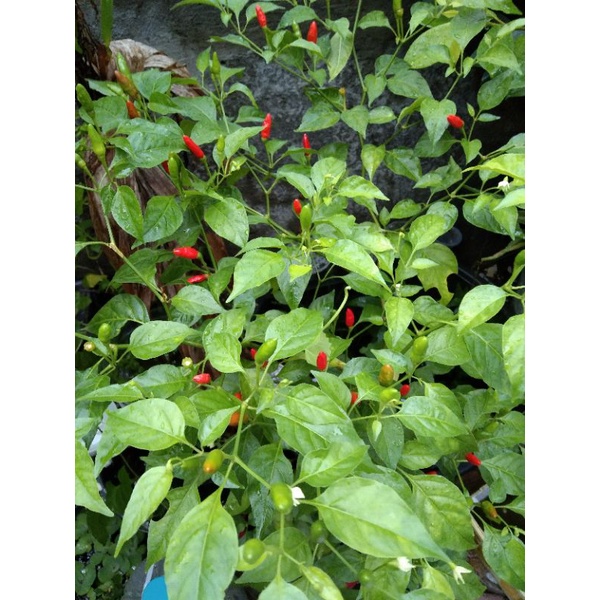 WILD SILING LABUYO SEEDS, BIRD EYE PEPPER20pcs | Shopee Philippines