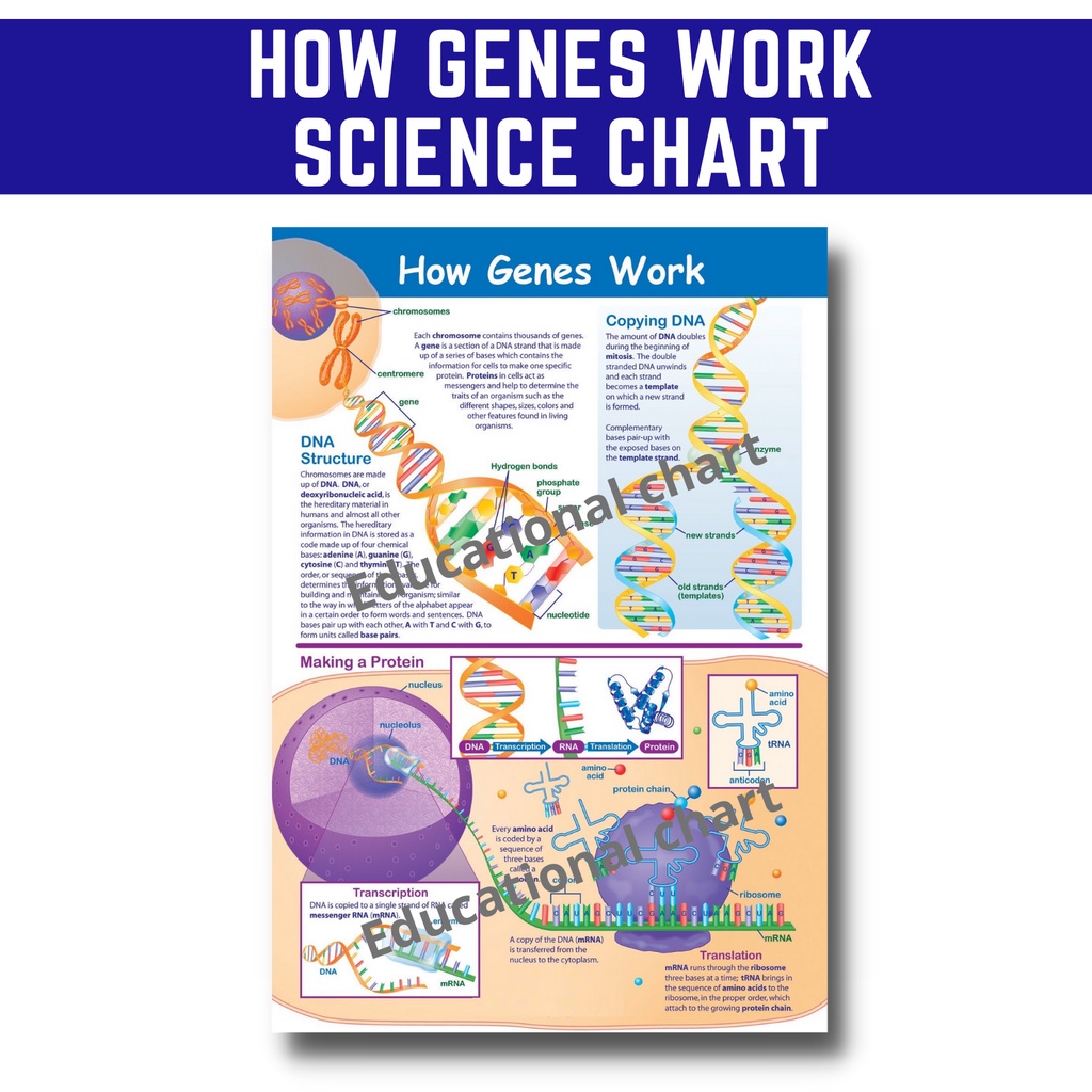HOW GENES WORK Science Educational Laminated Chart, A4 Size | Shopee ...