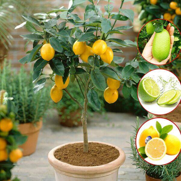 Good Quality Lemon Tree Seeds Bonsai Fruit Seeds Organic Fruits Bonsai ...