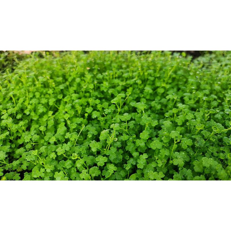 carpet Hydrocotyle Tripartita -lotech/non c02 capable aquarium ...