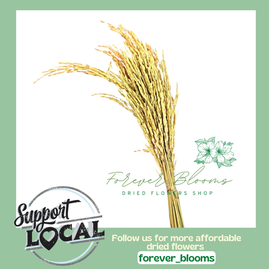 Dried Rice Grass or Palay Palay (full bundle) | Dried Flowers ...
