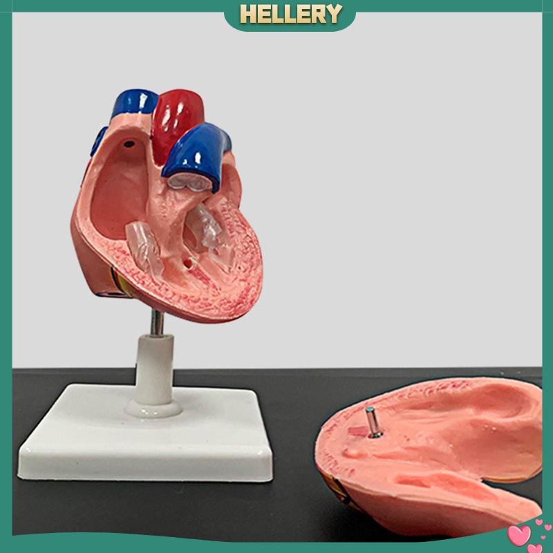 Simulation Human Heart Model Professional Education 1:1 for Teaching ...