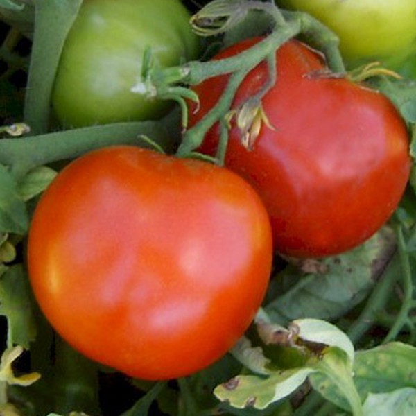 Starfire Tomato Seeds - Kamatis Seeds - Starfire Improved - Rare Tomato ...