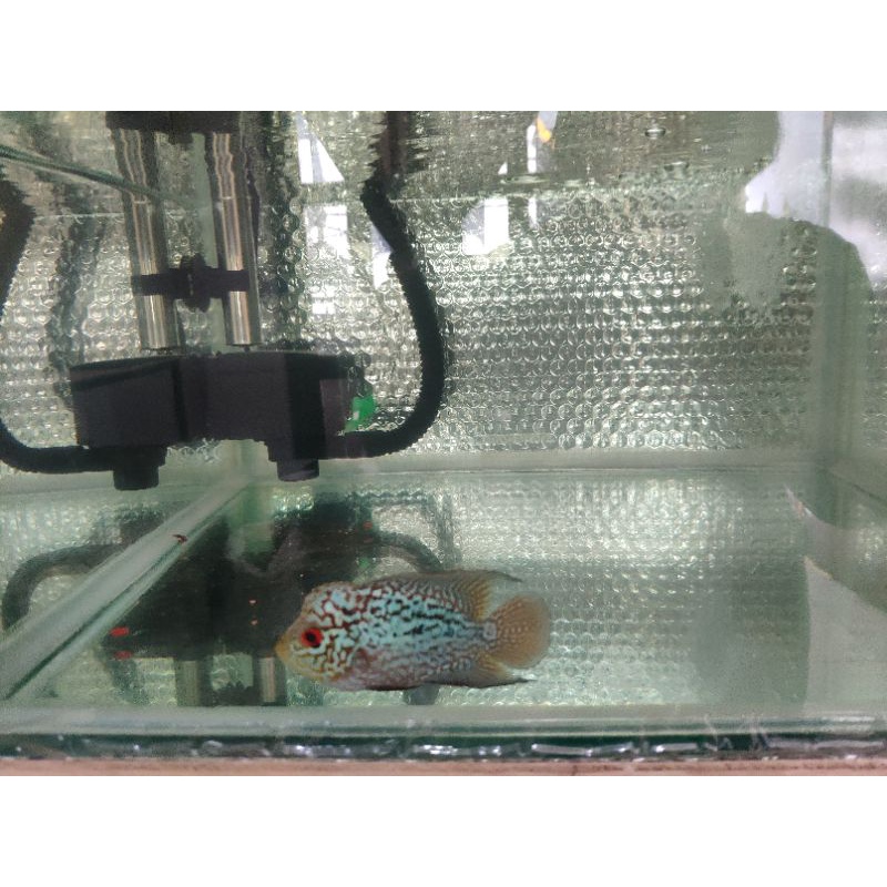 Louhan kamfa f3 mangkul original thailand | Shopee Philippines