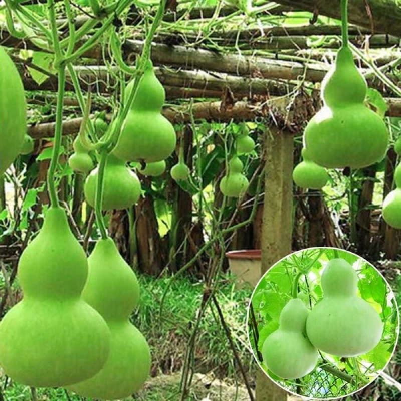 10 Pcs Bottle Gourd Seeds Lagenaria Siceraria Organic Vegetable seeds ...
