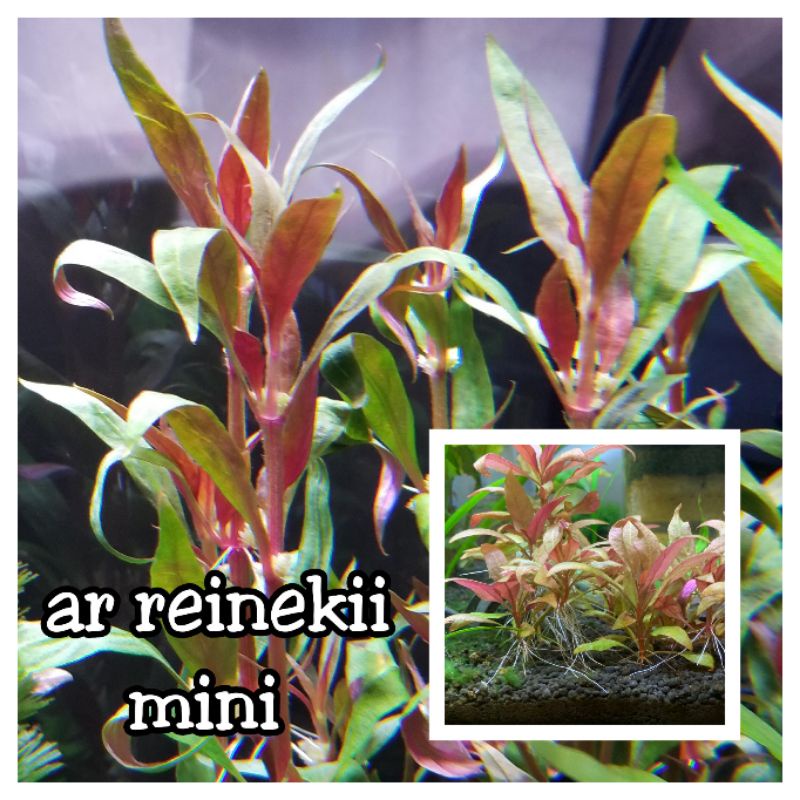 Ar reinekii mini Aquatic plants ( 3stems ) | Shopee Philippines