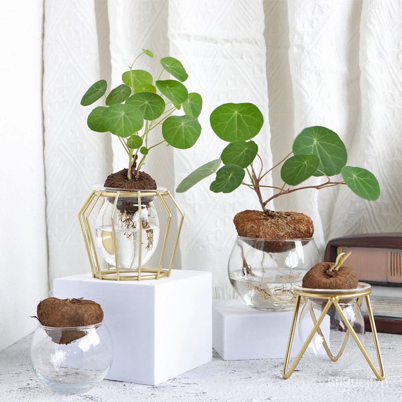 Hydroponic Stephania Erecta Desktop Pot Red Rattan round Leaf Greenery ...