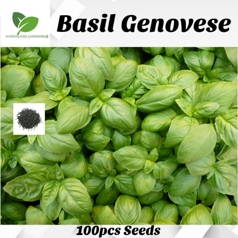 SWEET Basil Genovese ( HERBS) - 100seeds (1pack) | Shopee Philippines