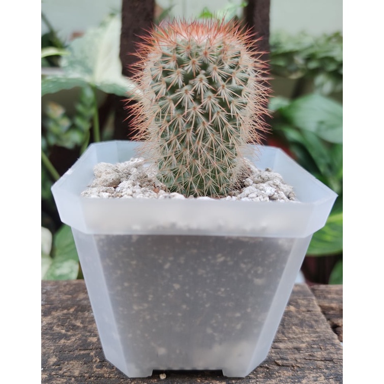 Succulents and Cactus Square Pot Thick Version Transparent , White ...