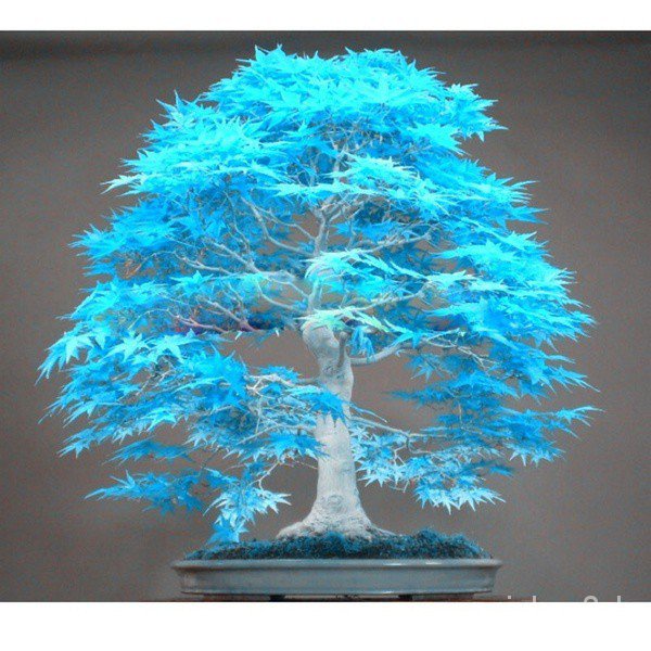 Mixed Seeds 20pcs/ bag bonsai blue maple tree seeds Bonsai tree seeds ...