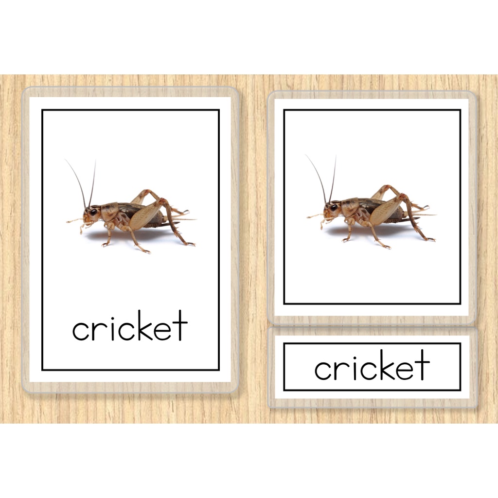 Montessori Three-Part Cards (Parts of a Cricket) | Shopee Philippines