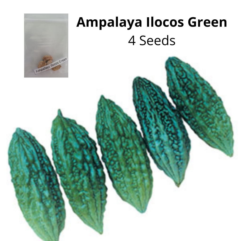 Ampalaya Ilocos Green| Hybrid Seeds | Shopee Philippines