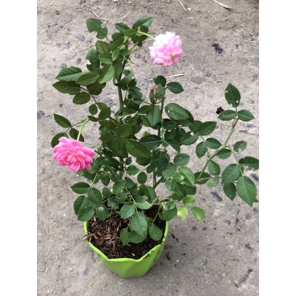 pitimini rose in a pot (yellow or pink) | Shopee Philippines