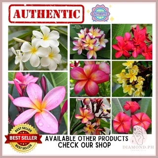 Shop kalachuchi for Sale on Shopee Philippines