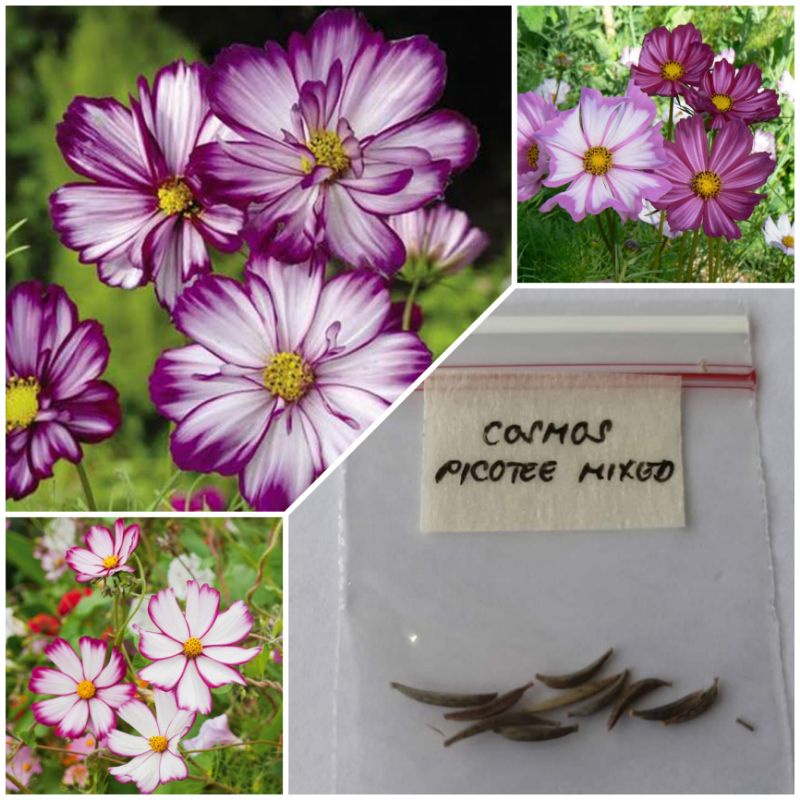 Cosmos Picotee Mixed Colours Seeds | Shopee Philippines