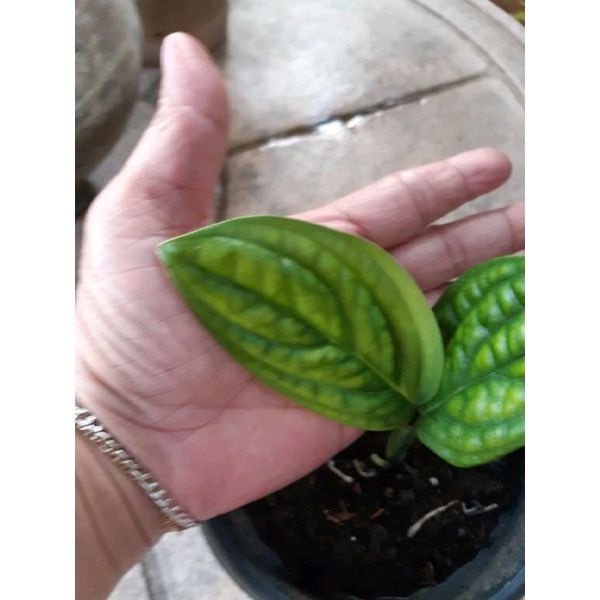 Monstera Peru rooted multiple leaves/pot not included | Shopee Philippines