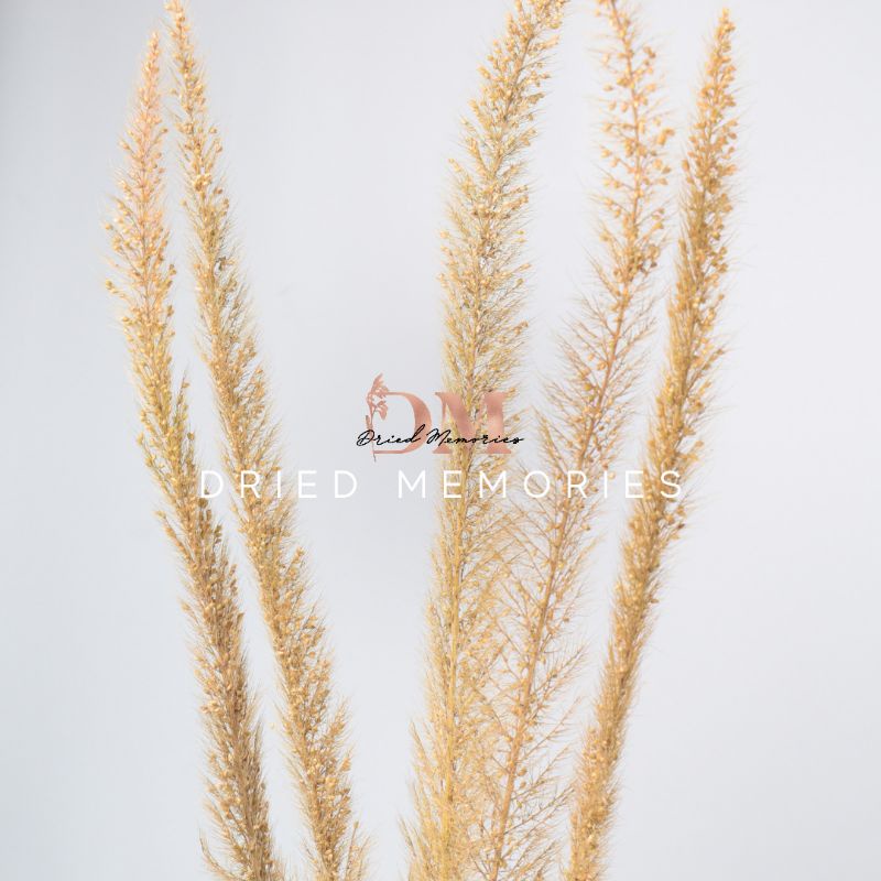 Dried Fox Tail (1 stem) Preserved Dried Foxtail Flowers Gift Wedding ...