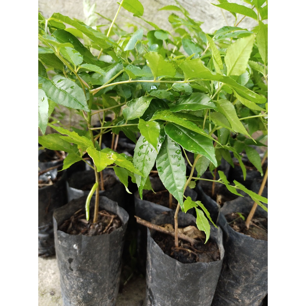 Libas seedling (Spondias pinnata) | Shopee Philippines