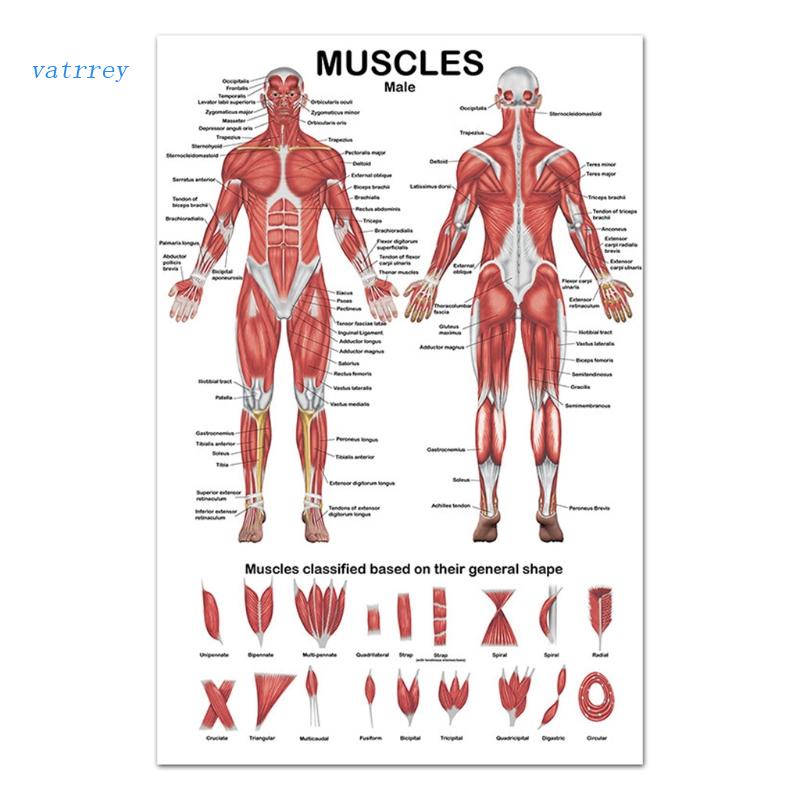 VA Professional Human Muscular System Anatomical Chart Human Muscle ...
