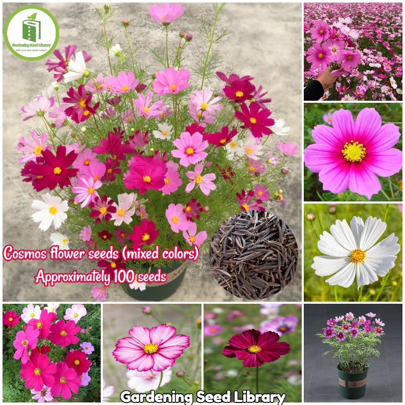 [24 hours shipping] Cosmos Mixed Flower Seeds (100 Seeds Per Pack ...