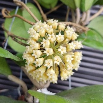 HOYA VIOLA (fragrant flowers) | Shopee Philippines