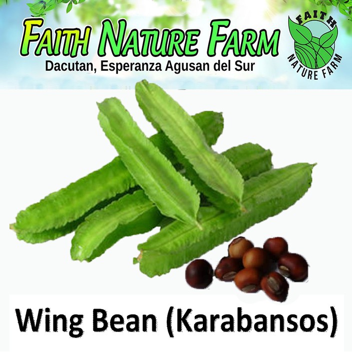 Wing Bean seeds Karabansos ( 20 seeds ) | Shopee Philippines