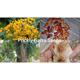 narra - Best Prices and Online Promos - May 2024 | Shopee Philippines