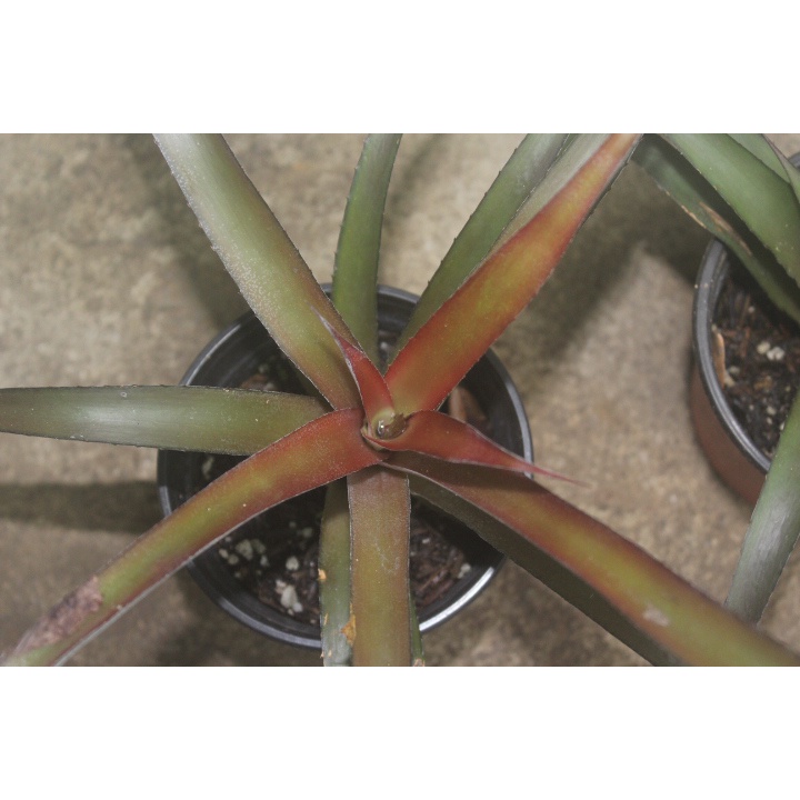 Cryptbergia 'Rubra / x Cryptbergia Rubra / Red Burst Bromeliad | Shopee ...
