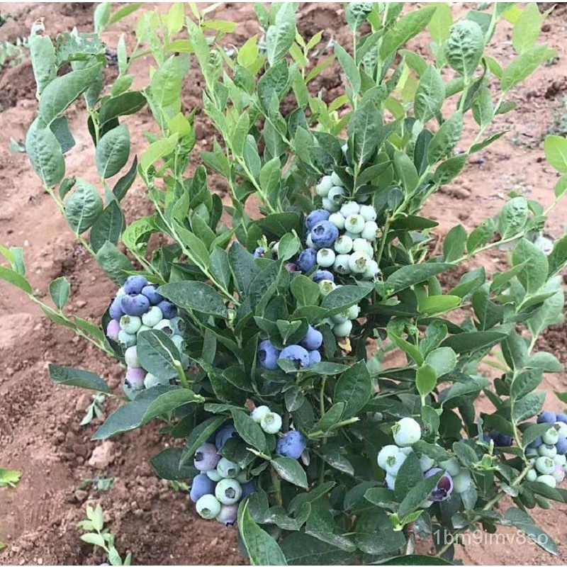 Blueberries grow in the middle of three years, buy one get one free ...