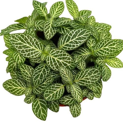 20 Seeds/Pack Bonsai Fittonia Seeds Flower | Shopee Philippines