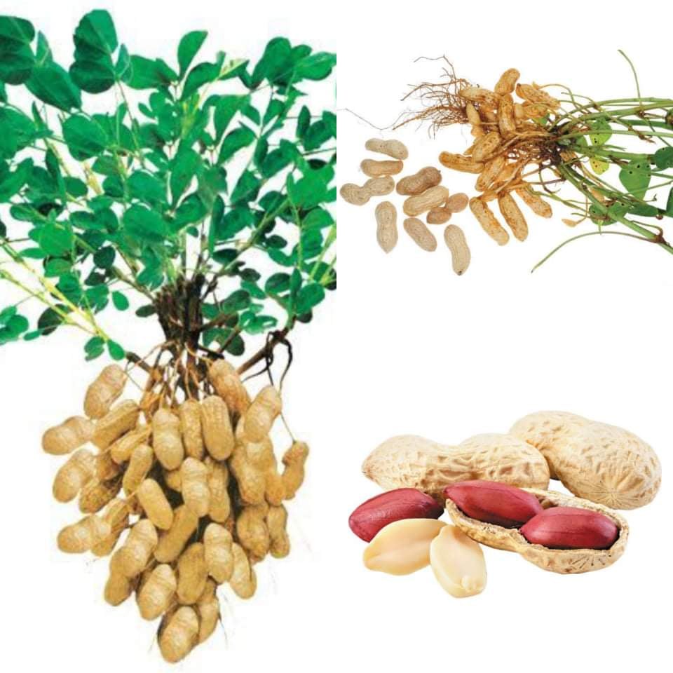 binhi pantanim 20 pcs mani peanut seeds outdoor garden plant | Shopee ...