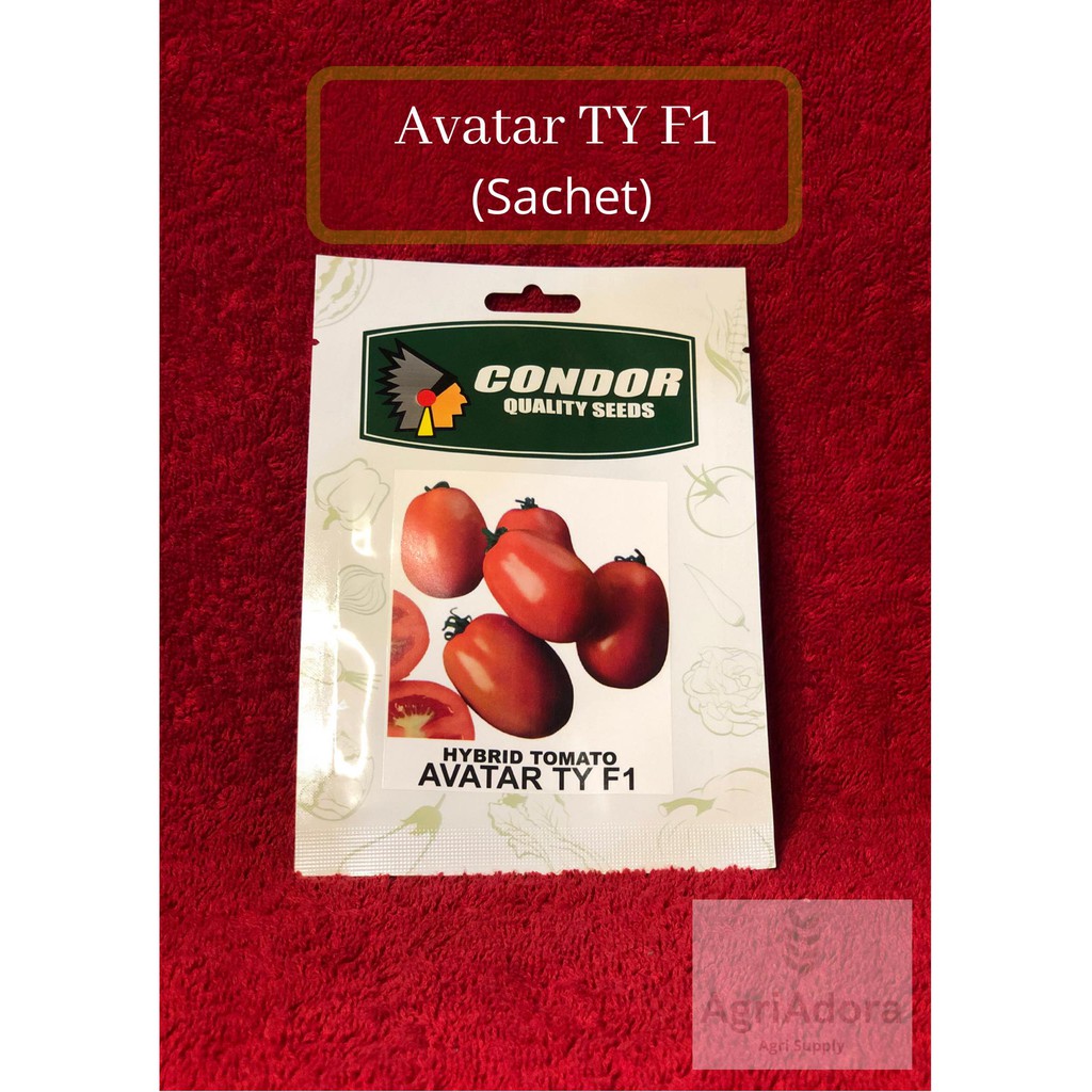 AVATAR TY F1 Hybrid Tomato Seeds (Condor Quality Seeds) | Shopee ...