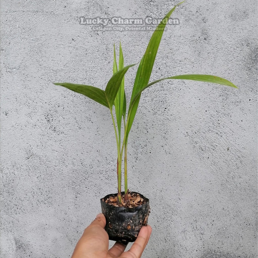 Mini Royal Palm/ Manila Palm/ Christmas Palm Seedlings (shipped with ...