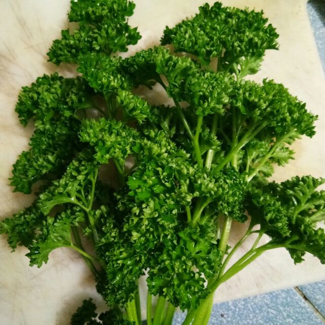 PARSLEY Decora 30 seeds herbs and spices repacked seeds gardening ...