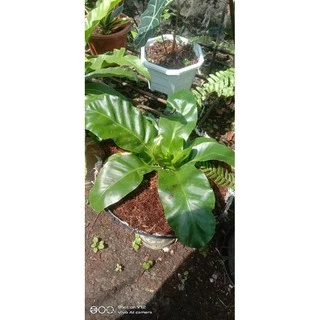 Shop birds nest plant for Sale on Shopee Philippines