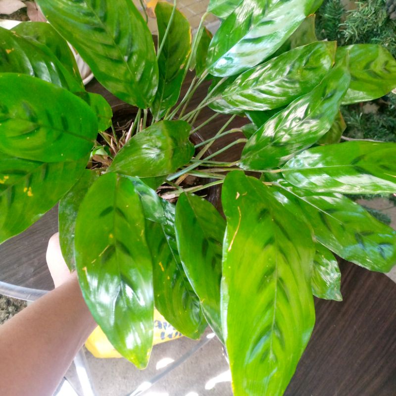 Calathea repens on hand | Shopee Philippines