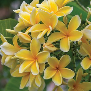 Big Yellow Flower w/ White Edge Giant Kalachuchi/Plumeria Seeds ...