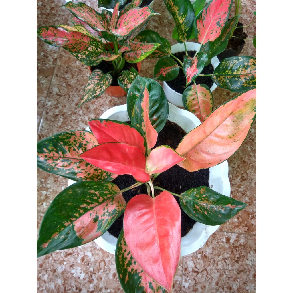 Aglonema Cochyn Tembaga50 Pçsplantseed | Shopee Philippines