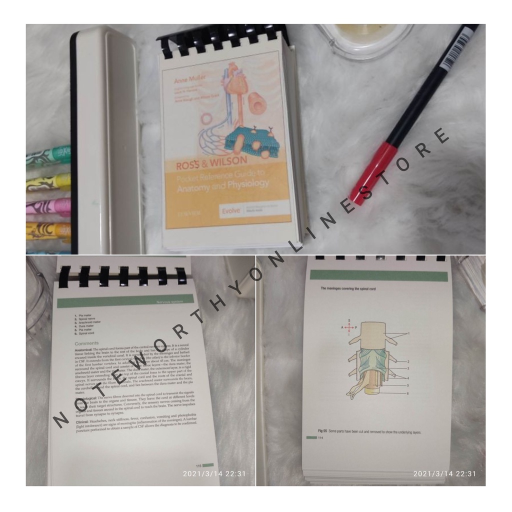Medicine Student's PLE Reviewer Ross and Wilson's Pocket Anatomy and ...