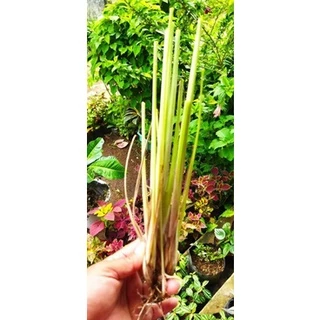 tanglad - Best Prices and Online Promos - Jan 2026 | Shopee Philippines