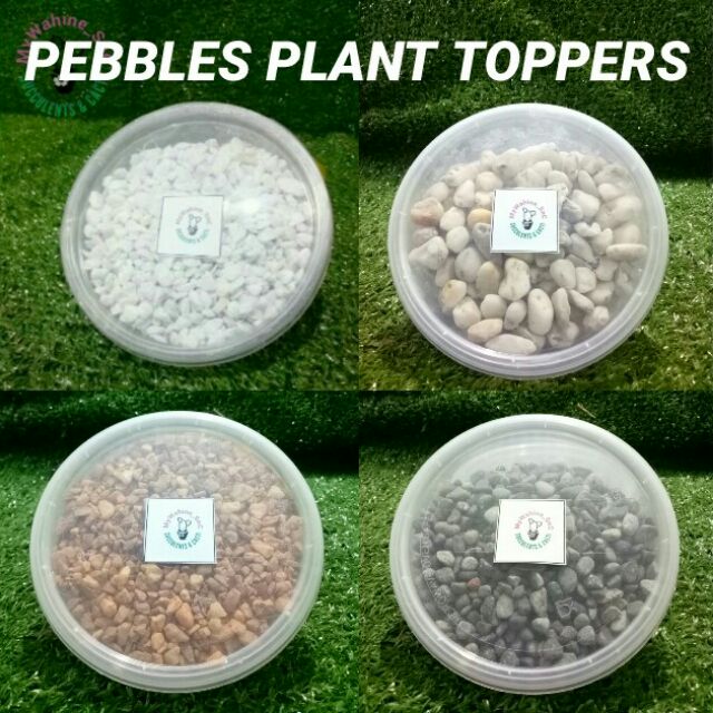 PEBBLES PLANT TOPPER BEST SELLER STONES FOR GARDENING AQUARIUM ...