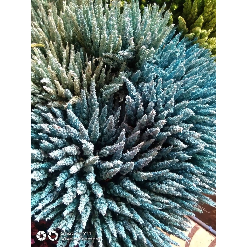 Trigo grass per bundle (₱40 per bundle) | Shopee Philippines