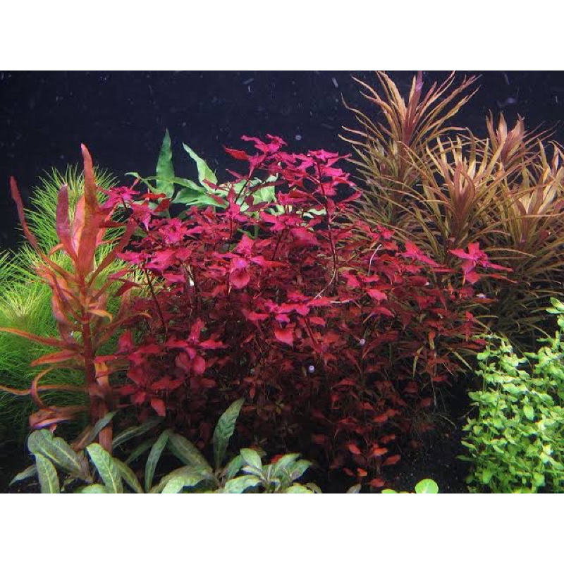 MINI LUDWIGIA SUPER RED (25 pcs stem cutting) midtech aquatic plant ...