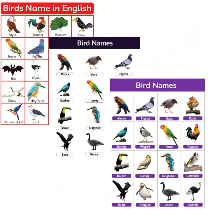 Bird Names, Laminated Educational Charts for Kids and Students, Birds ...