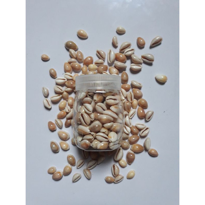 Sungka Shells/Sigay 1Kg.. | Shopee Philippines