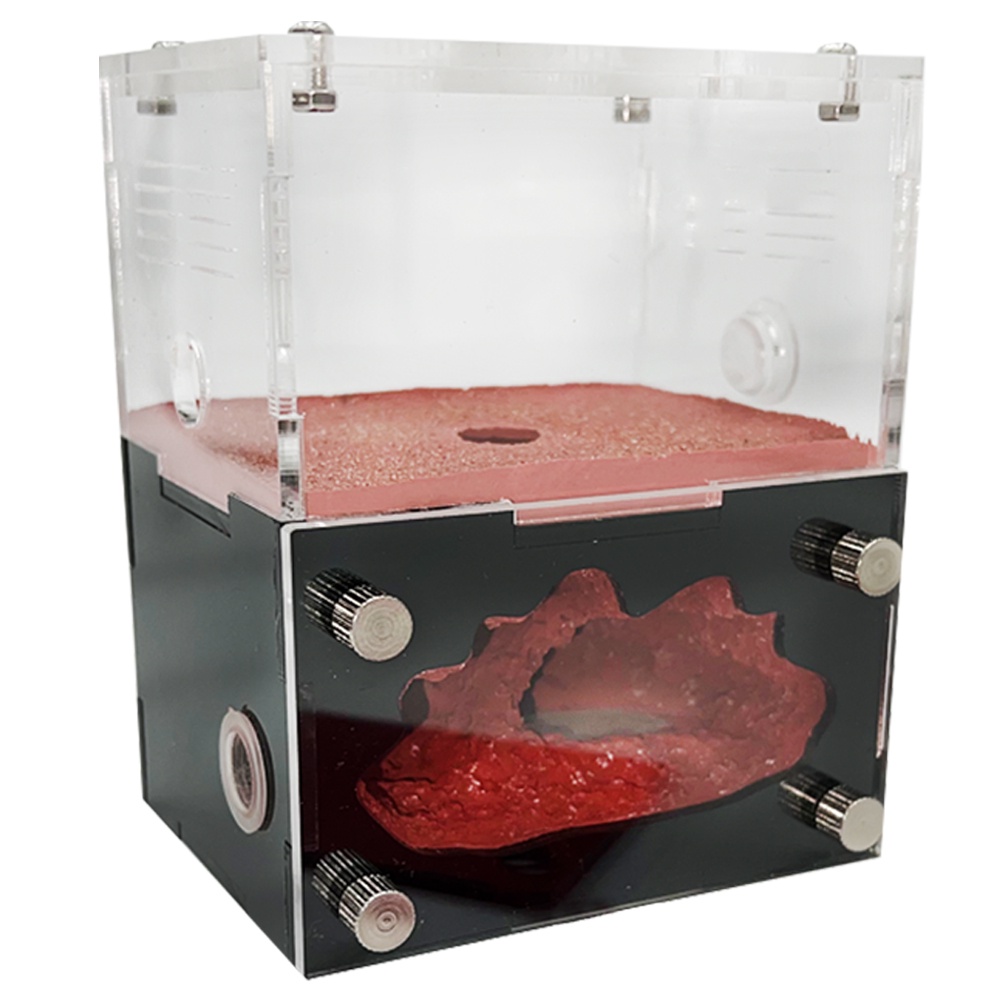 Acrylic Ant Farm Concrete Ant Nest Ant Queen Breeding Insect House With ...