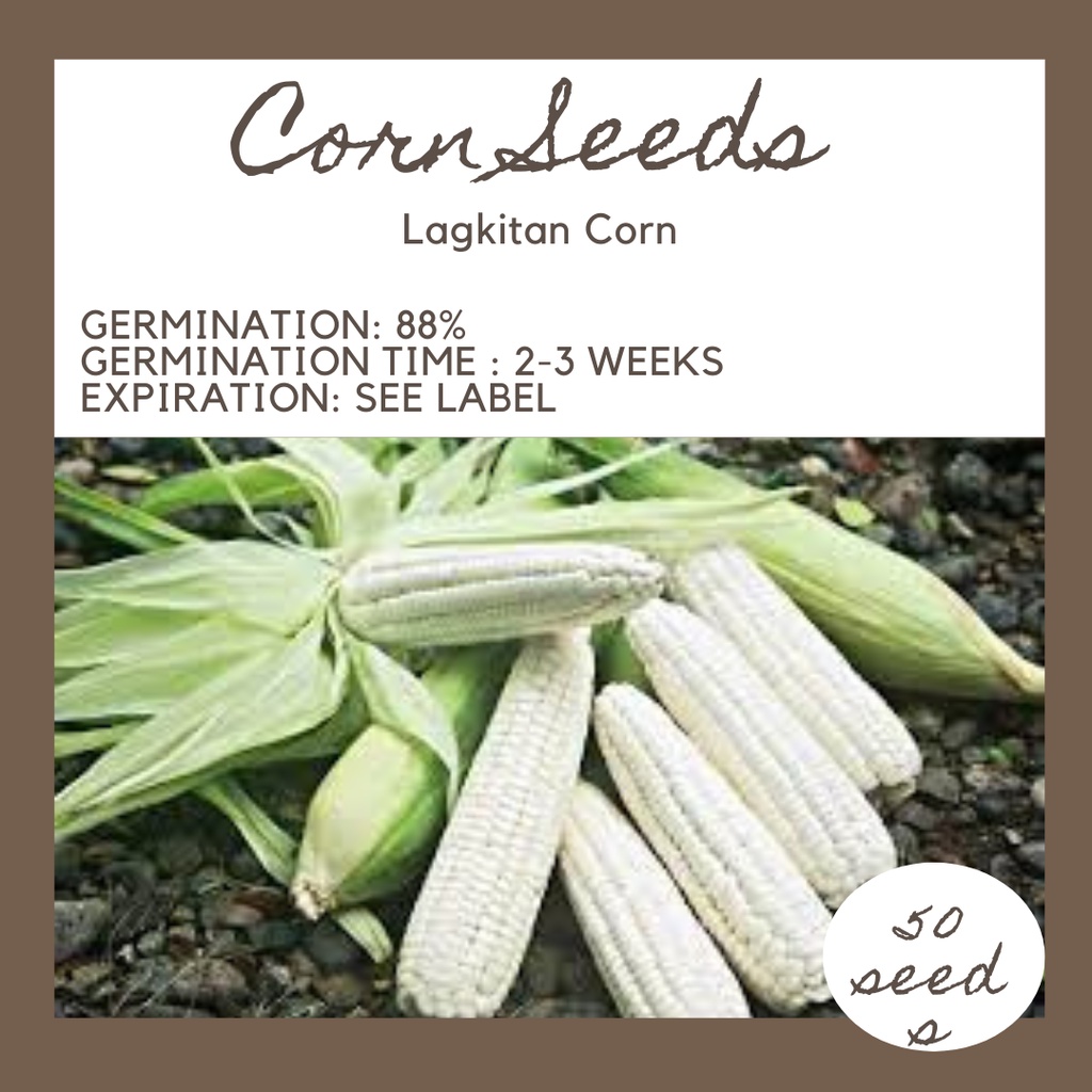 Lagkitan Corn Seeds /50 seeds per pack | Shopee Philippines