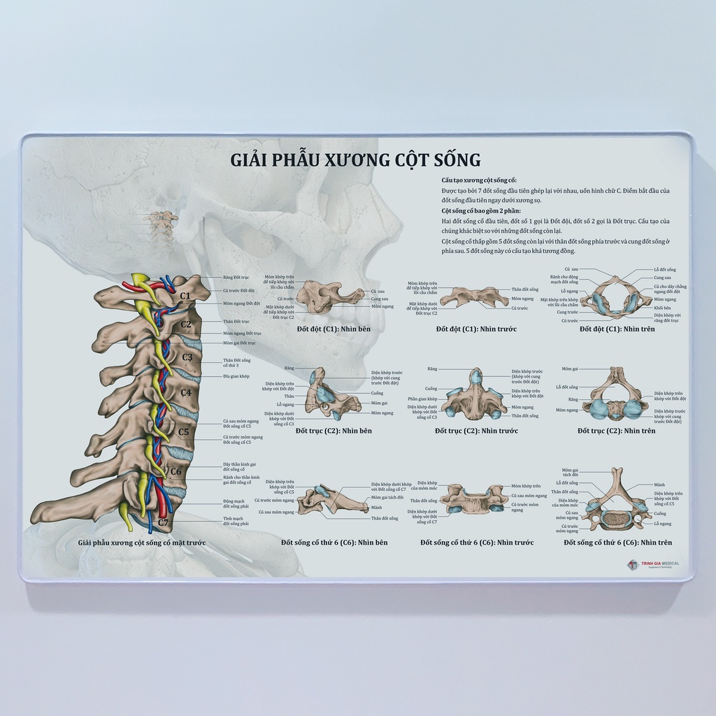 Anatomical painting of the cervical spine. 40x60cm. Wall painting ...