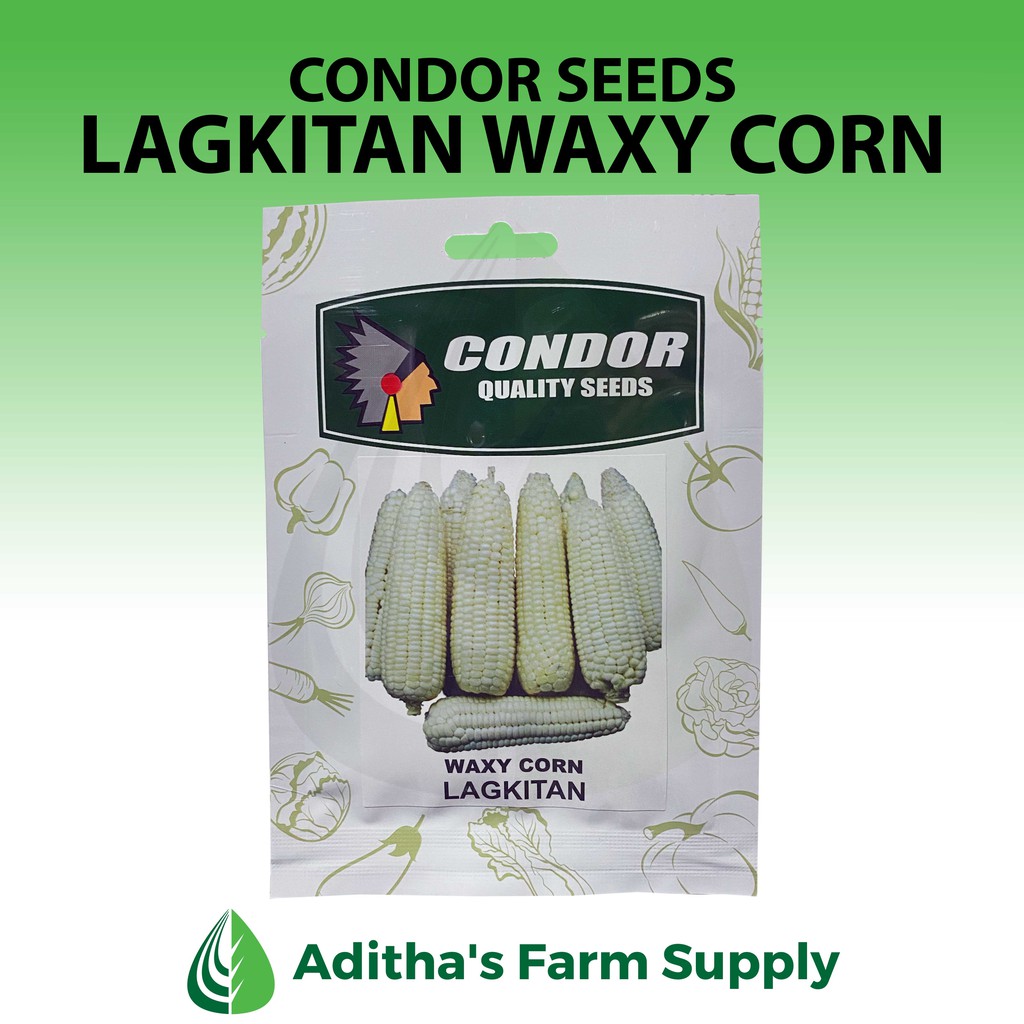 Condor Seeds: Lagkitan Waxy Corn | Shopee Philippines